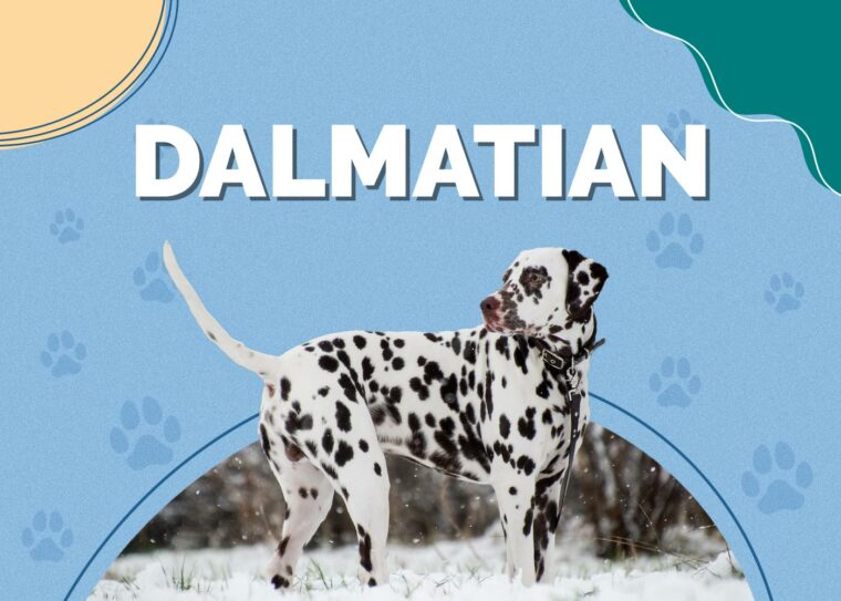 Dalmatian Dog Breed: Info, Pictures, Facts & Traits | Hepper Pet Resources