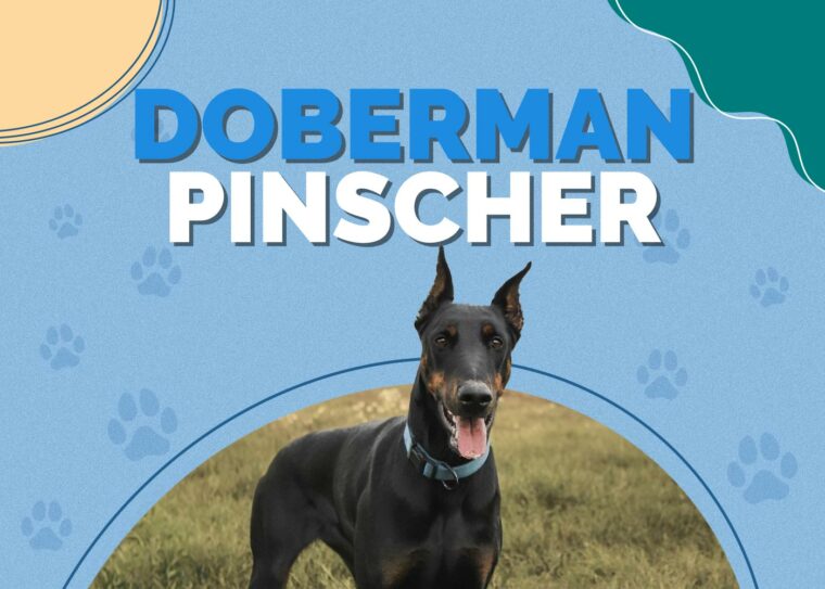 Doberman Pinscher Dog Breed Info: Pictures, Traits & Facts | Hepper Pet ...