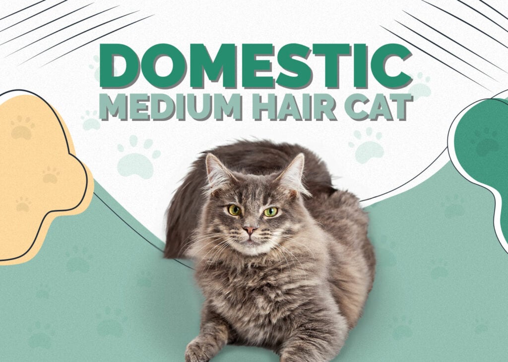 Domestic Medium Hair Cat Breed Info: Pictures, Care, Traits & Facts | Hepper Pet Resources
