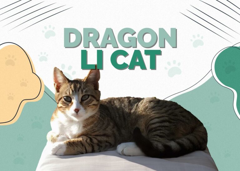 Dragon Li Cat (Chinese Li Hua): Pictures, Temperament & Traits | Hepper ...