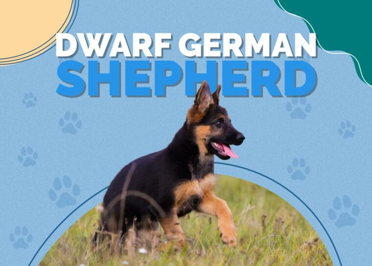 Dwarf German Shepherd: Info, Pictures, Origin & History | Hepper Pet ...