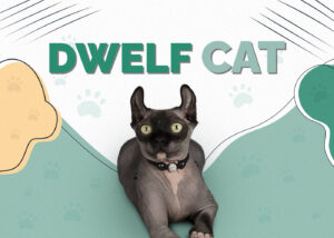 Dwelf Cat: Breed Info, Pictures, Care, Traits & Facts | Hepper Pet ...