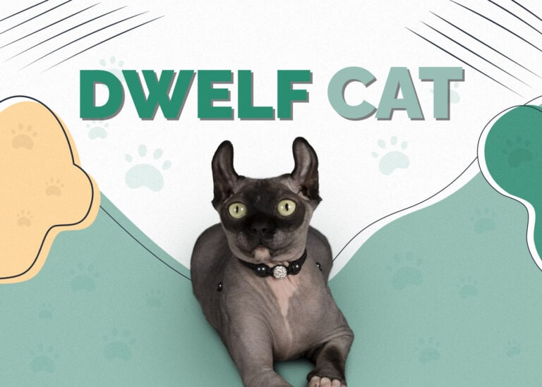 Dwelf Cat: Breed Info, Pictures, Care, Traits & Facts | Hepper Pet ...