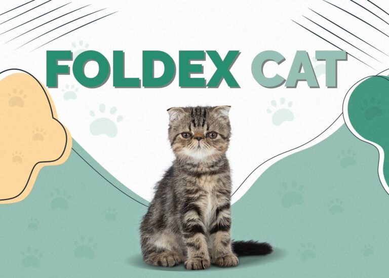 Foldex Cat (Exotic Fold): Info, Pictures, Characteristics & Facts ...
