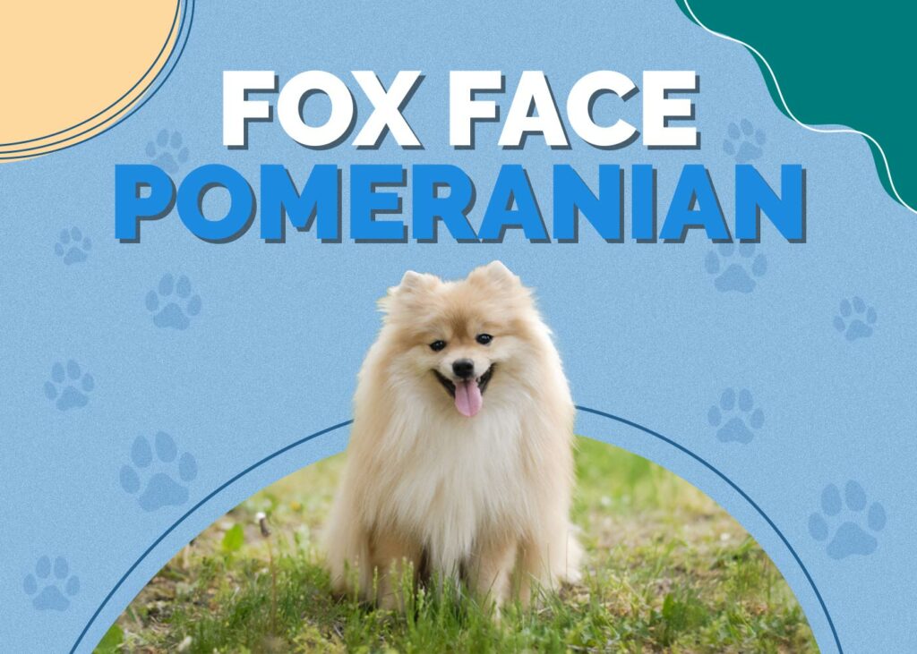 Fox Face Pomeranian: Facts, Origin & History (With Pictures) | Hepper ...