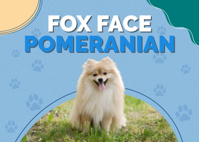 Fox Face Pomeranian: Facts, Origin & History (With Pictures) | Hepper ...