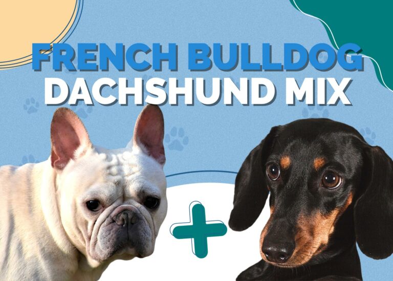 Dachshund Labrador Mix: Info, Pictures, Characteristics & More | Hepper ...