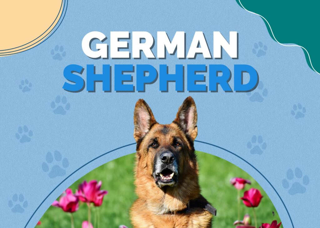 German Shepherd Dog Breed Info: Pictures, Puppies, Traits & Facts ...