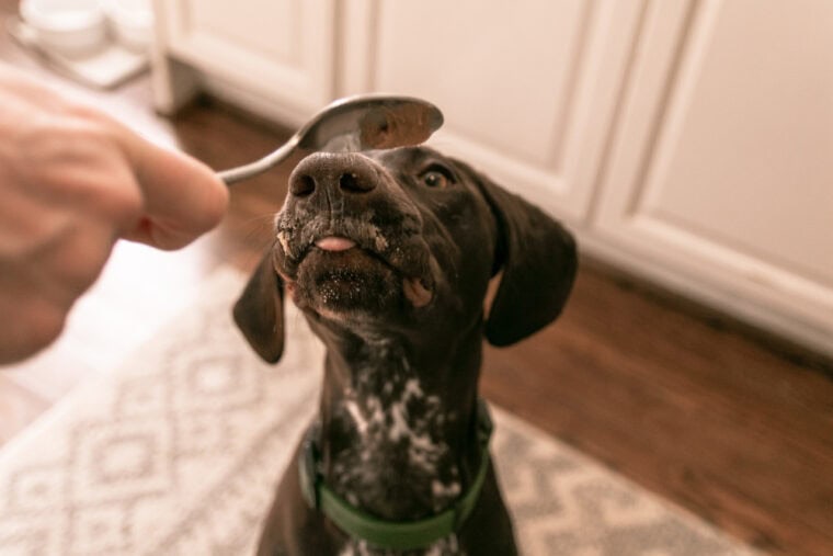 Can Dogs Eat Grilled Cheese? Vet-Verified Health Concerns | Hepper Pet ...