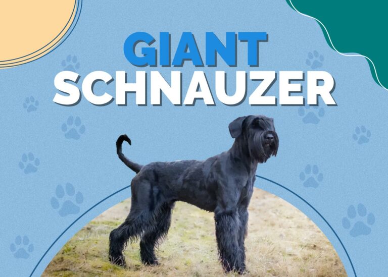 Giant Schnauzer Dog Breed: Info, Pictures, Characteristics & More ...