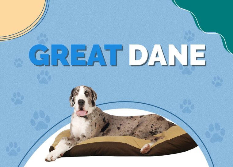 Great Dane Dog Breed: Info, Pictures, Traits & More | Hepper Pet Resources