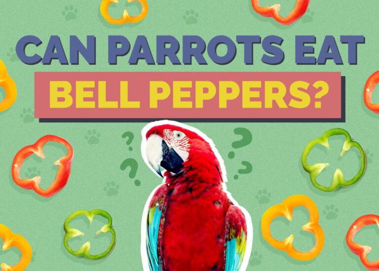 Can Cats Eat Bell Peppers? What You Need to Know! | Hepper Pet Resources