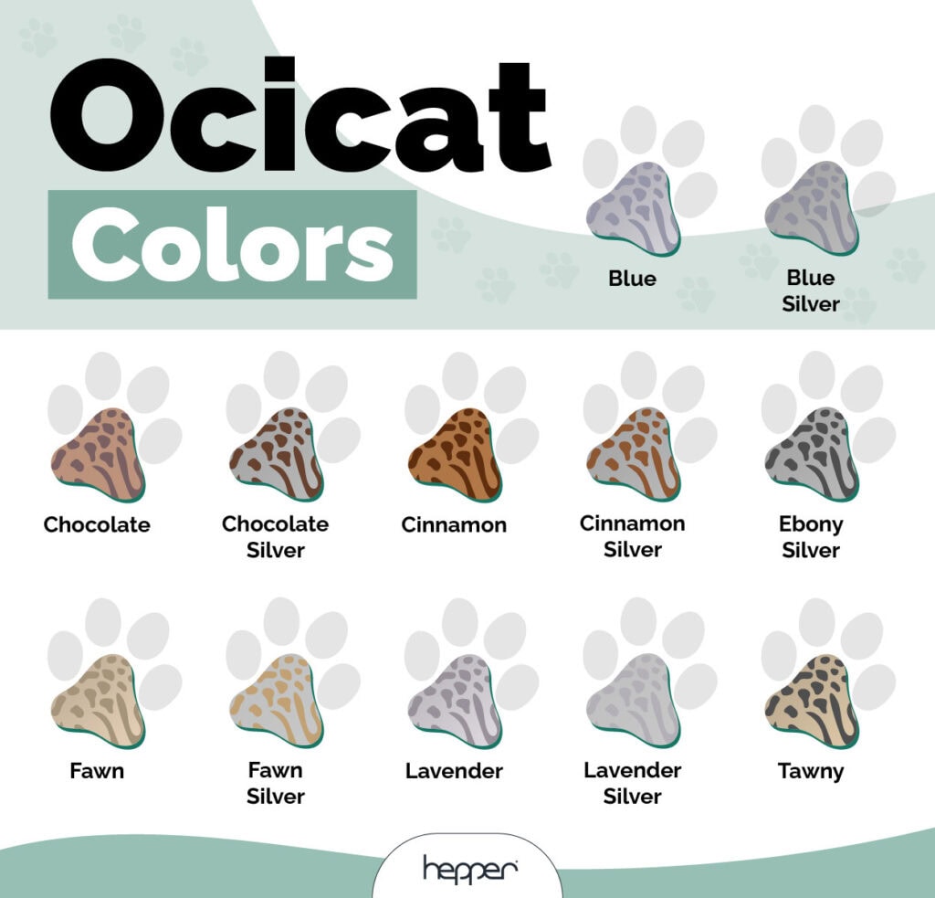 12 Ocicat Cat Colors (With Pictures) | Hepper Pet Resources