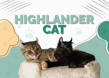 Highlander Cat: Pictures, Temperament & Traits | Hepper Pet Resources