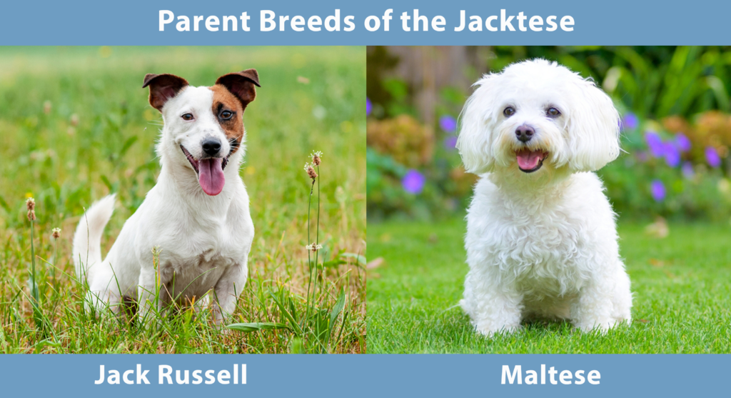 Jacktese (Jack Russell Terrier Maltese Mix): Info, Pictures, Traits ...
