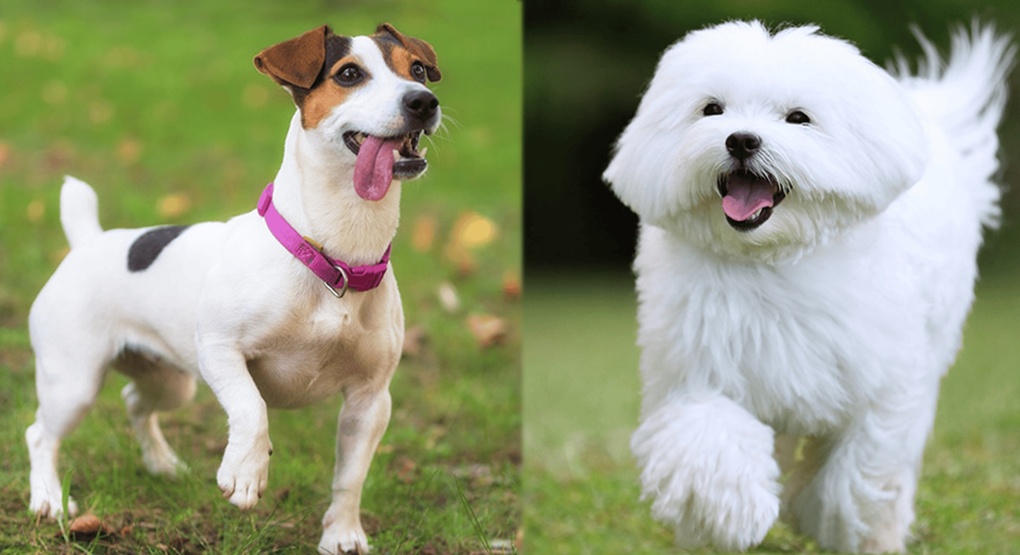 Cocker Jack (Cocker Spaniel & Jack Russell Terrier Mix): Info, Pictures ...