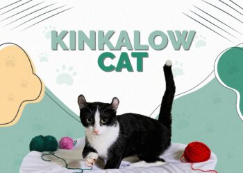 Kinkalow Cat Breed Info: Pictures, Temperament & Traits | Hepper Pet ...
