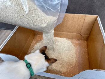 Kitty Poo Club Subscription Review 2025: An Expert's Guide | Hepper Pet ...