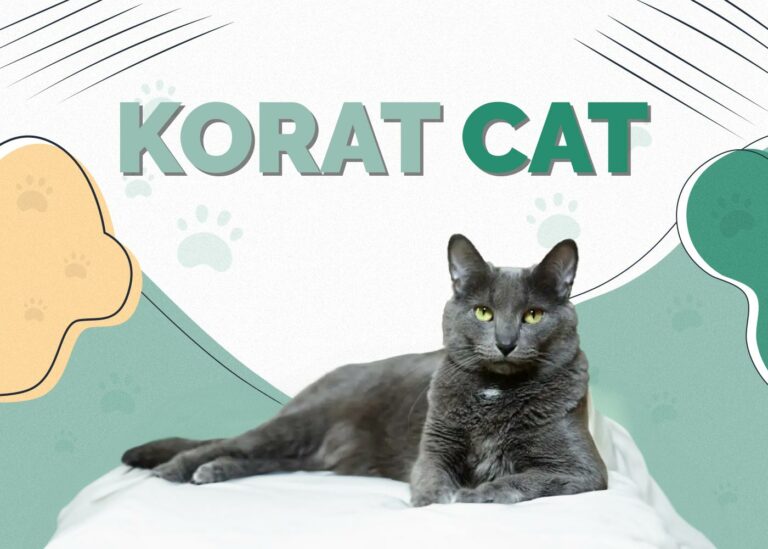Korat Cat: Breed Info, Pictures, Care, Traits & Facts | Hepper Pet ...