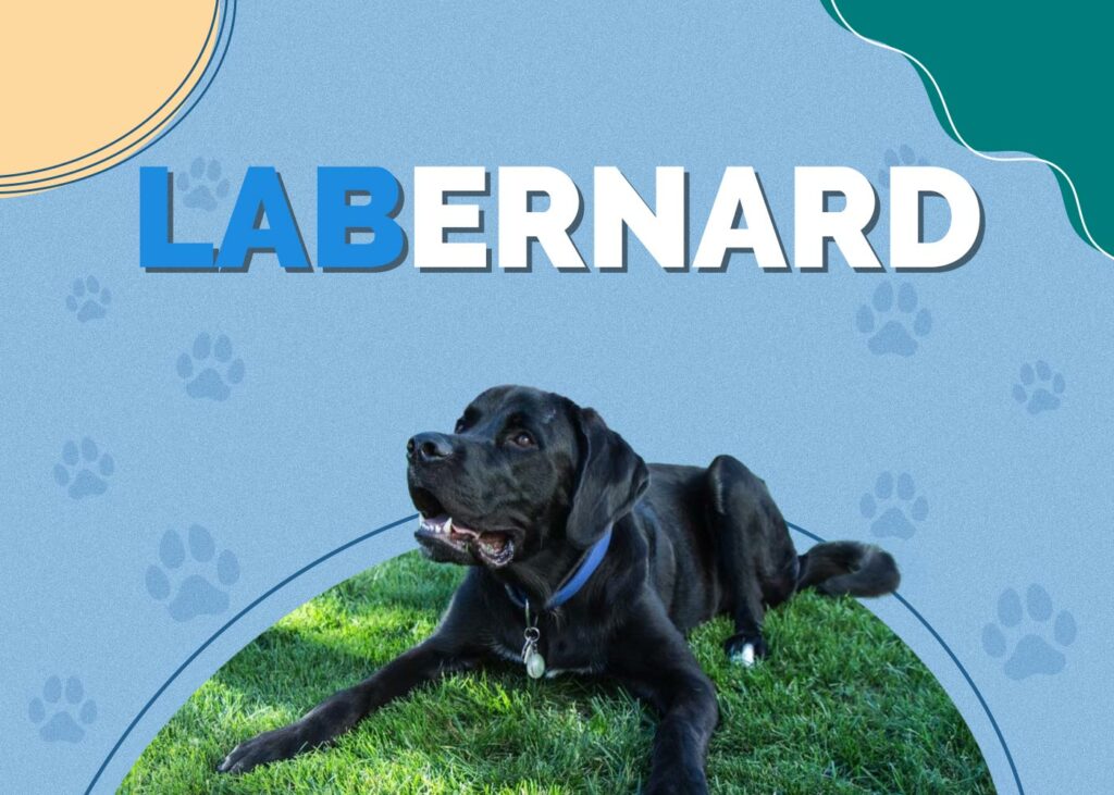 Labernard (Labrador & St. Bernard Mix): Info, Pictures, Facts | Hepper ...