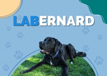 Labernard (Labrador & St. Bernard Mix): Info, Pictures, Facts | Hepper ...