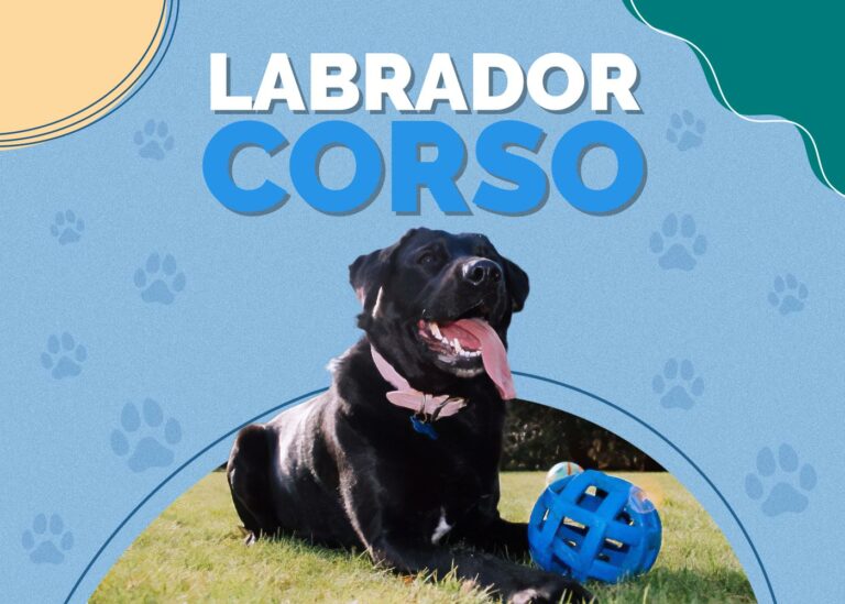 Labrador Corso (Cane Corso & Lab Mix): Info, Pictures & Facts | Hepper ...