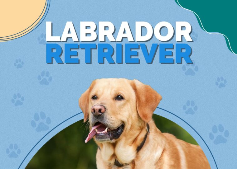 Chocolate Labrador Retriever: Info, Pictures, Traits, & Facts | Hepper ...