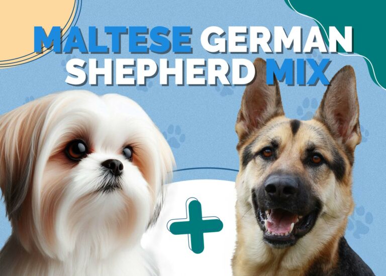 German Shepherd Pit Mix (Sheppit): Info, Pictures, Characteristics ...