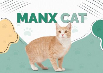 Manx Cat Breed: Info, Pictures Personality, Facts & Care | Hepper Pet ...