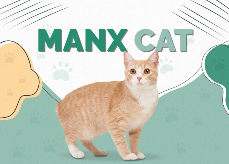 Manx Cat Breed: Info, Pictures Personality, Facts & Care | Hepper Pet ...