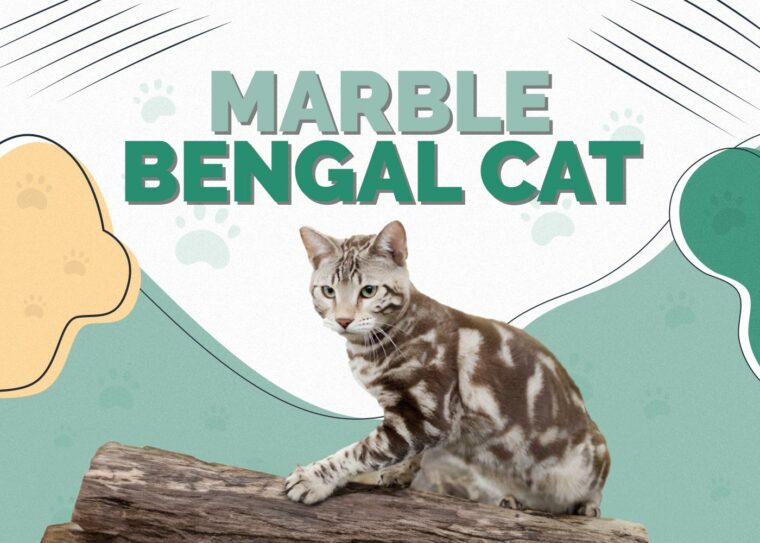 Orange Bengal Cat: Info, Pictures, Origin & History | Hepper Pet Resources