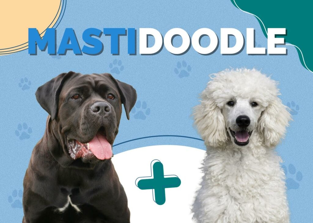 Mastidoodle (Mastiff & Poodle Mix): Info, Pictures, Traits & More ...
