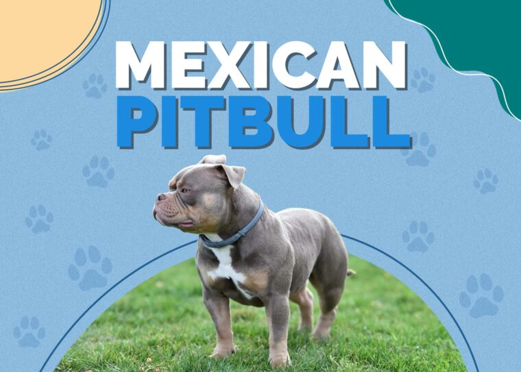 Mexican Pitbull (Chamuco): Pictures, Facts, Origin & History | Hepper ...