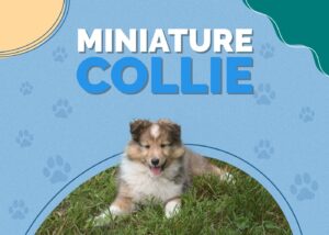 Miniature Collie Dog Breed: Info, Pictures, Facts & Traits | Hepper Pet ...
