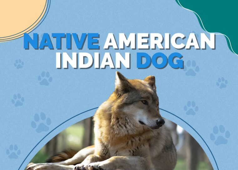 Native American Indian Dog: Breed Info, Pictures, Traits & Facts ...