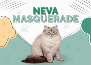 Neva Masquerade Cat Breed: Info, Pictures, Characteristics & Facts ...