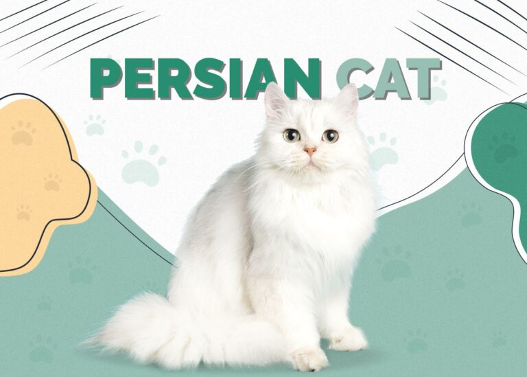 Persian Cat: Pictures, Care Guide, Temperament & Traits | Hepper Pet ...
