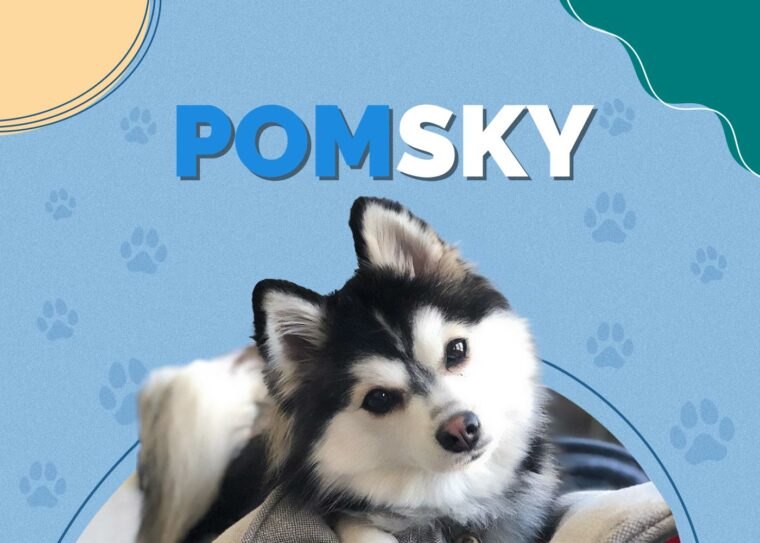 Pomsky (Pomeranian & Husky Mix): Info, Pictures, Facts, Traits | Hepper ...
