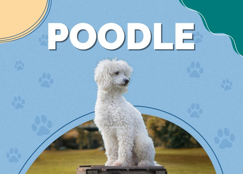 Poodle Dog Breed Info: Pictures, Characteristics & Facts | Hepper Pet ...
