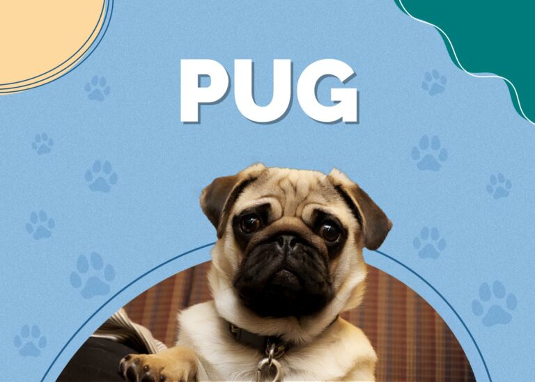 Pug: Dog Breed Info, Pictures, Characteristics & Facts | Hepper Pet ...