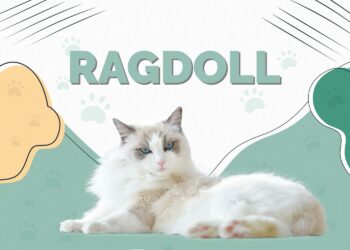 Ragdoll Cat Breed: Info, Pictures, Care, Traits & Facts | Hepper Pet ...