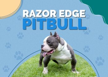 Razor Edge Pitbull: Pictures, Facts, Origin & History | Hepper Pet ...