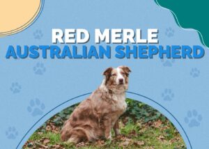 Red Merle Australian Shepherd: Pictures, Facts & History | Hepper Pet ...