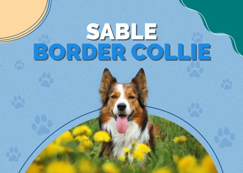 Sable Border Collie: Pictures, Facts, Origin & History | Hepper Pet ...