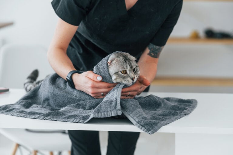 How to Restrain a Cat for Nail Clipping: Vet-Approved Step-by-Step ...