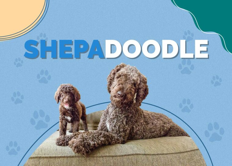 Shepadoodle: Info, Pictures, Characteristics & More | Hepper Pet Resources