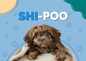 Shih-Poo (Shih-Tzu & Poodle Mix): Info, Pictures, Facts, Personality ...