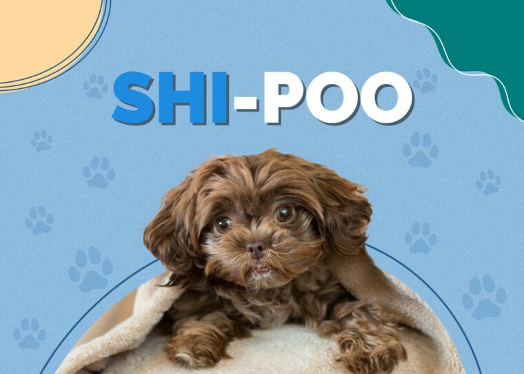 Shih-Poo (Shih-Tzu & Poodle Mix): Info, Pictures, Facts, Personality ...