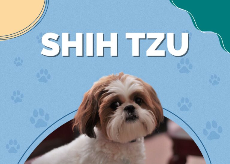 Male vs Female Shih Tzu: Which One Is Right for You? | Hepper Pet Resources