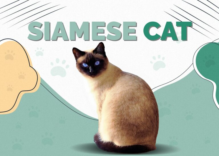 Siamese Cat Breed: Info, Pictures, Care Guide & More | Hepper Pet Resources